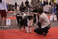 Résultats - Elevage of Angels Mind - eleveur de chiens Berger Australien